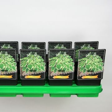 Hosta 'Frozen Margarita' — Plant Wholesale FlorAccess