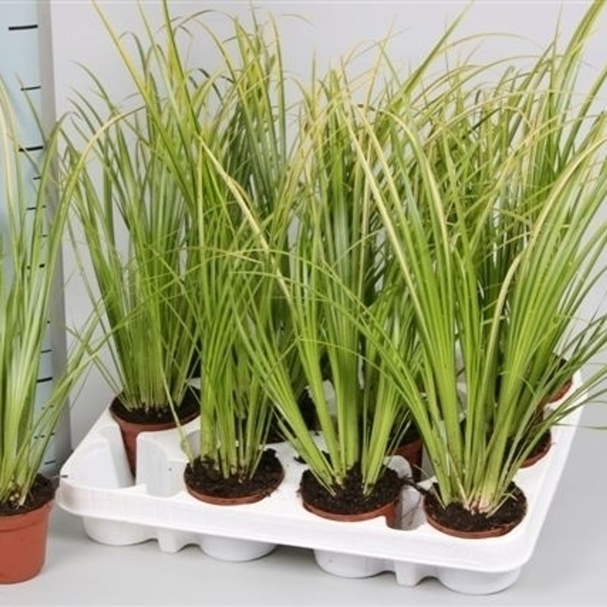 Acorus gramineus 'Ogon' — Plant Wholesale FlorAccess