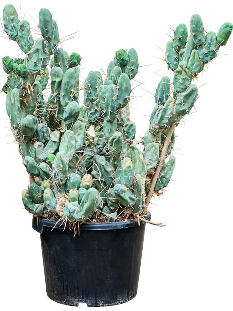 Trichocereus bridgesii monstruosus — Plant Wholesale FlorAccess