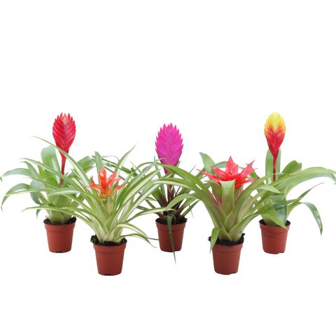 Bromelia MIX — Plant Wholesale FlorAccess