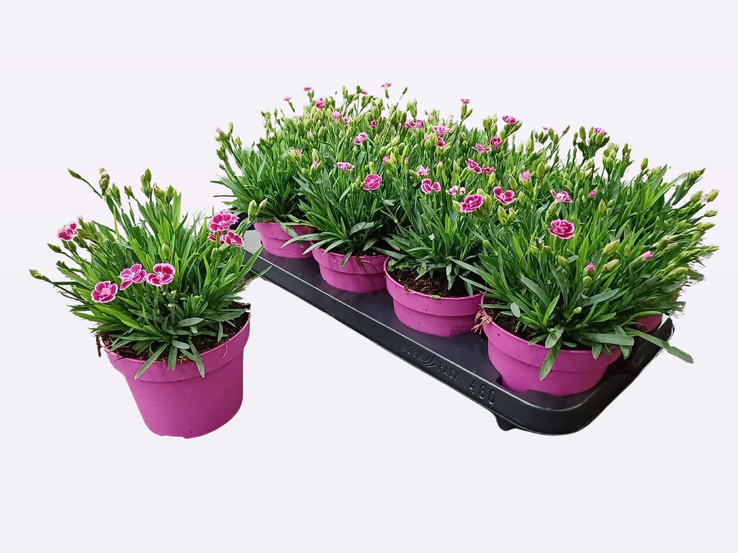 Dianthus PINK KISSES — Plant Wholesale FlorAccess
