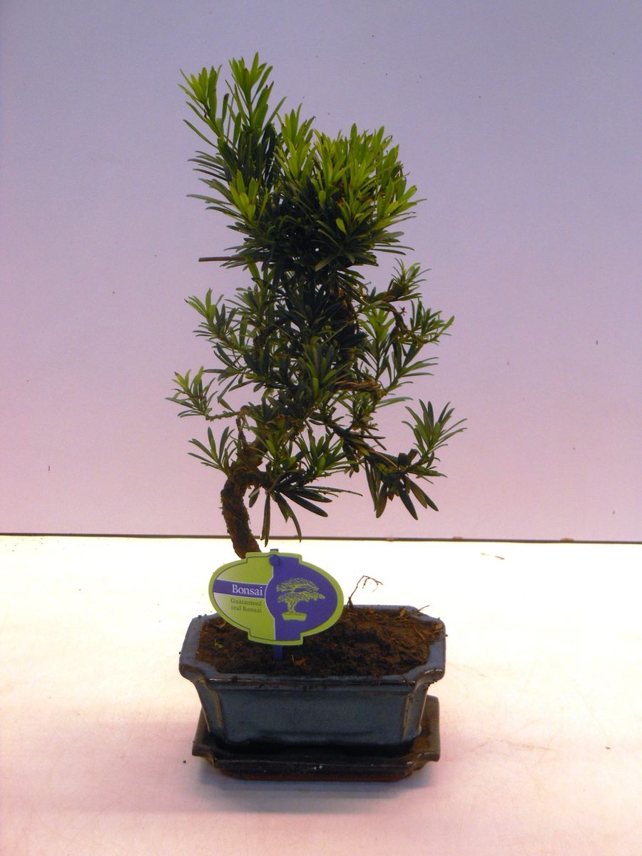 Podocarpus macrophyllus — Plant Wholesale FlorAccess