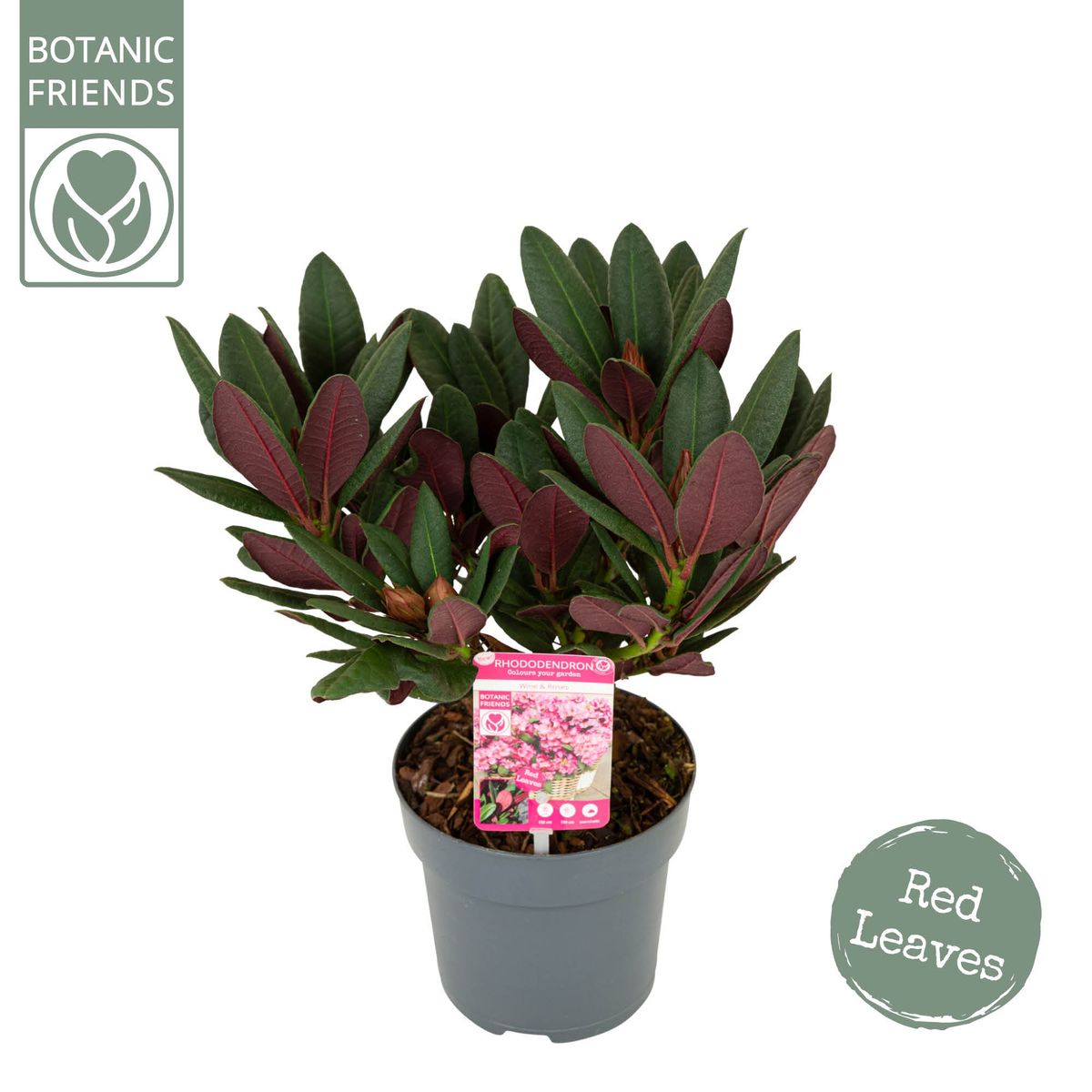 Rhododendron 'Wine and Roses' — Mayorista de plantas FlorAccess