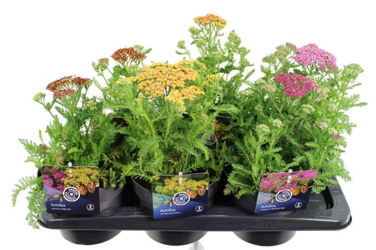 Achillea millefolium MIX — Plant Wholesale FlorAccess