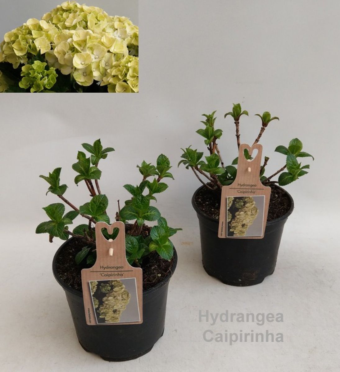 Hydrangea macrophylla CAIPIRINHA — Рослини оптом FlorAccess