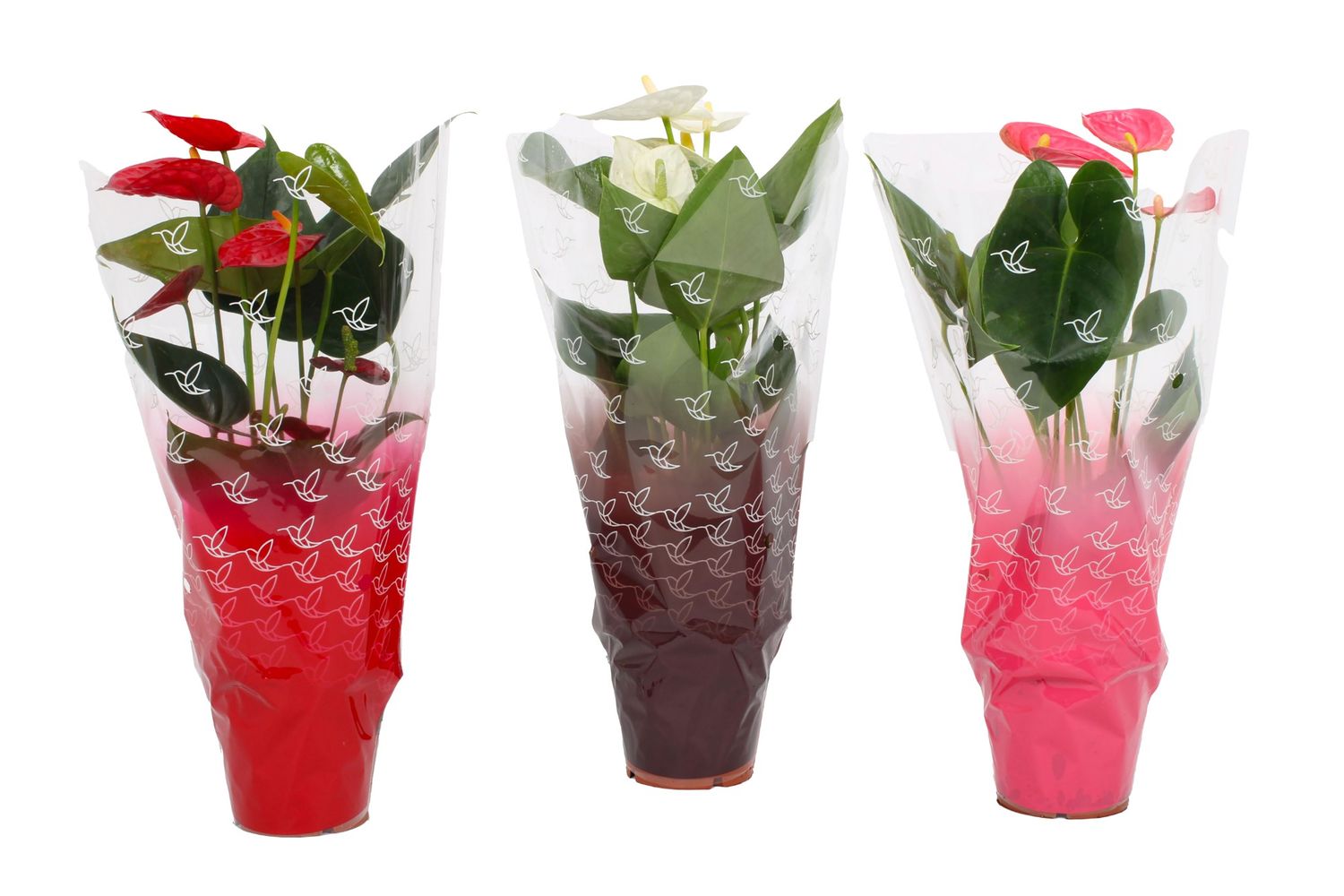 Anthurium ANDRAEANUM MIX — Plant Wholesale FlorAccess