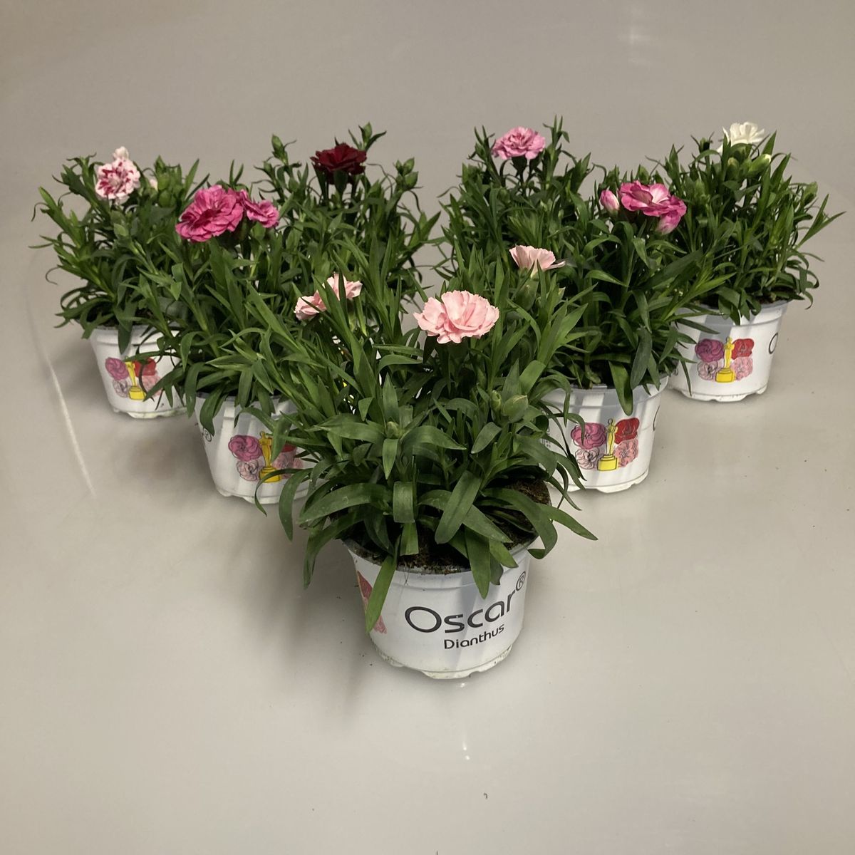 Dianthus OSCAR MIX — Plant Wholesale FlorAccess