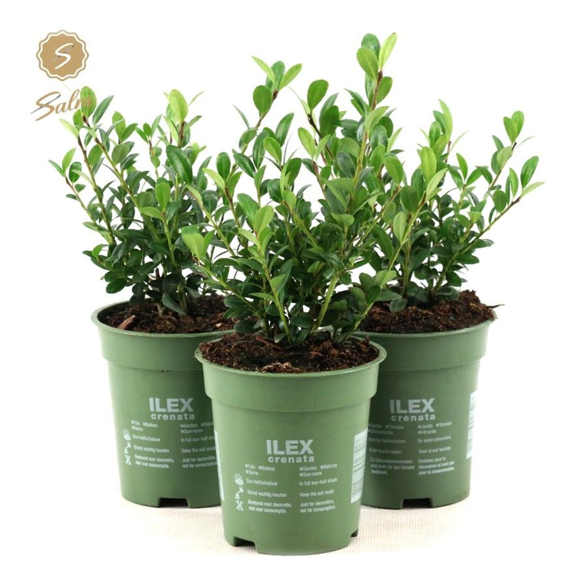 Ilex crenata 'Jenny' — Plant Wholesale FlorAccess