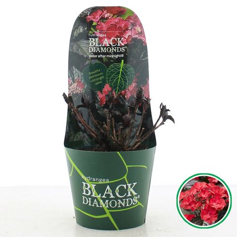 Hydrangea macrophylla AFTER MIDNIGHT — Рослини оптом FlorAccess