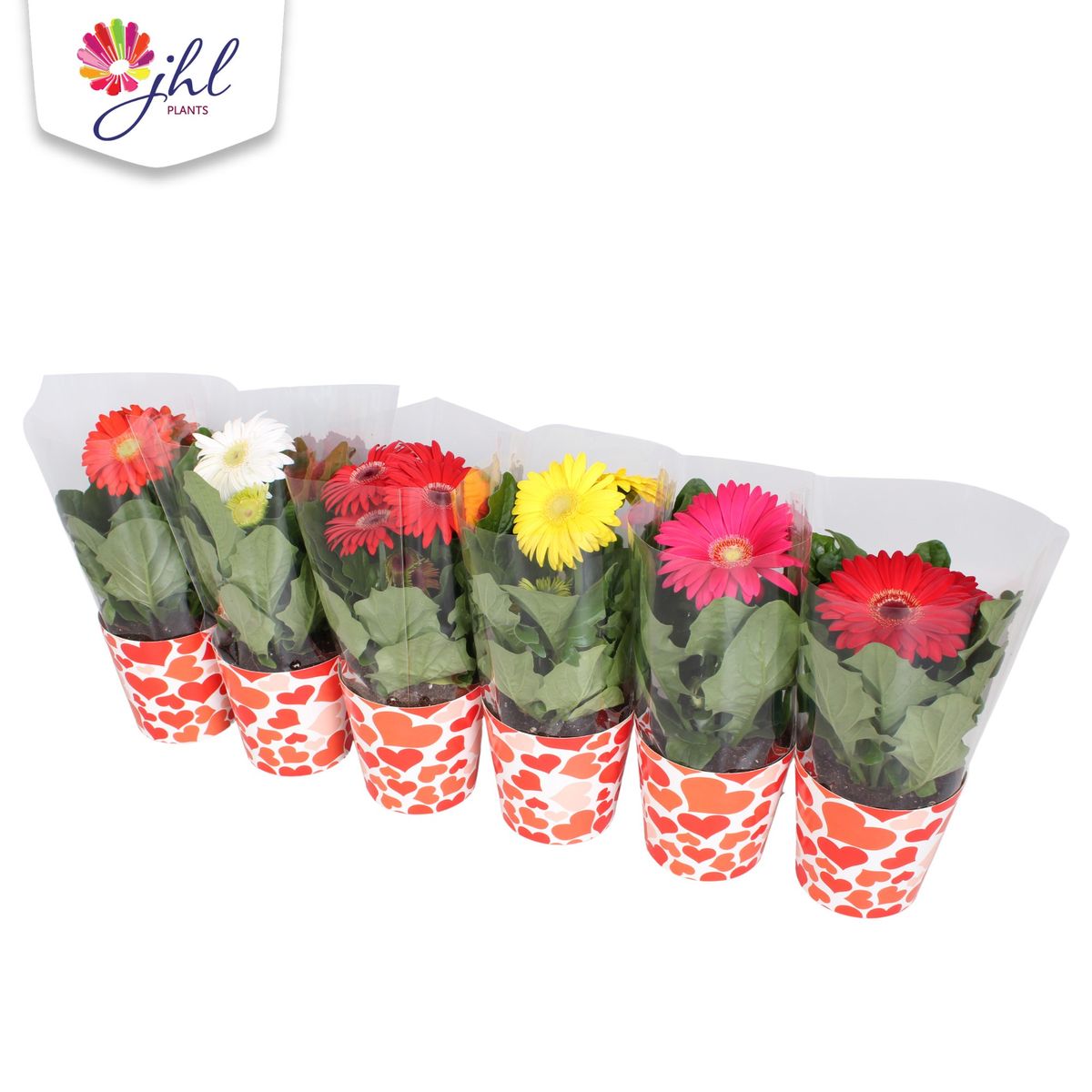 Gerbera MIX — Plant Wholesale FlorAccess
