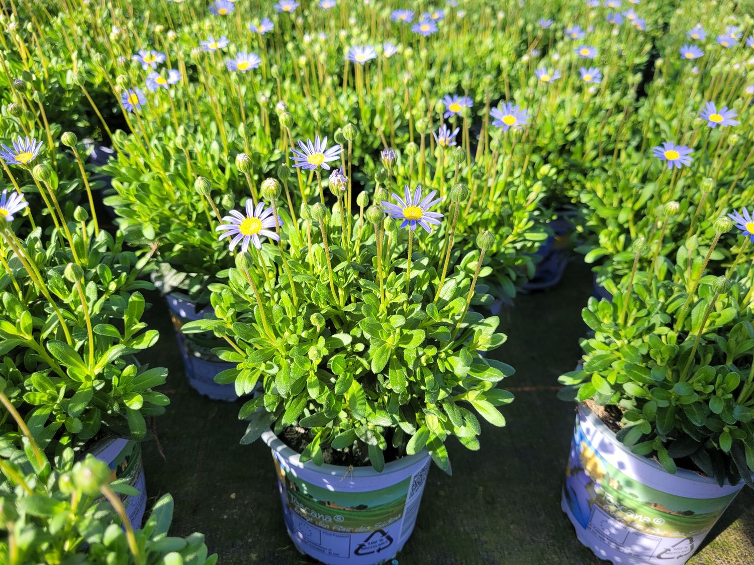 Felicia amelloides FELICITARA BLUE — Plant Wholesale FlorAccess