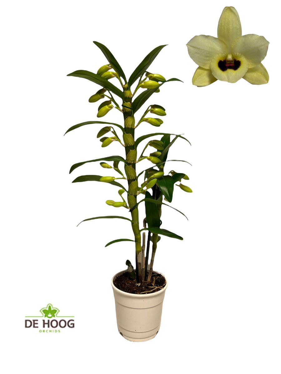 Dendrobium nobile SONGBIRD — Plant Wholesale FlorAccess