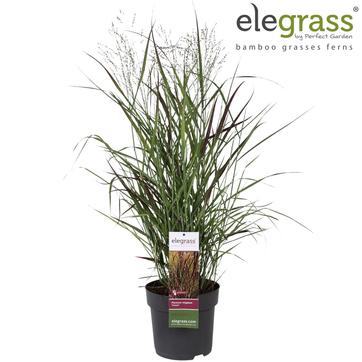 Panicum virgatum 'Sangria' — Plant Wholesale FlorAccess