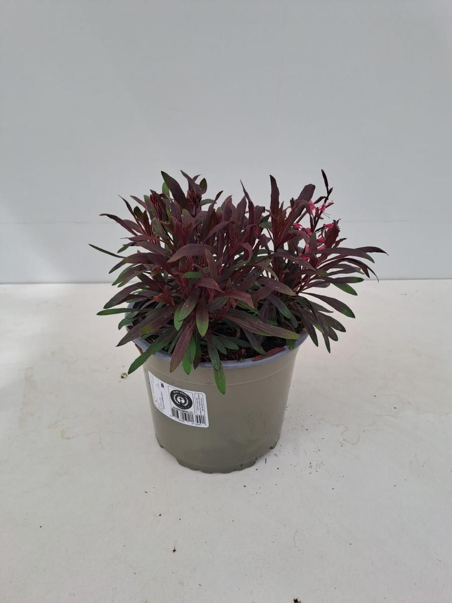 Gaura lindheimeri 'Gambit Compact Pink' — Plant Wholesale FlorAccess