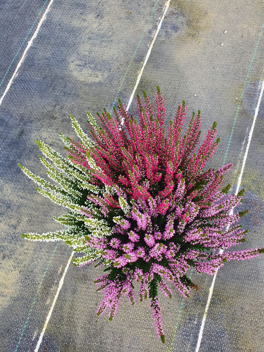 Calluna vulgaris BEAUTY LADIES MIX IN POT — Рослини оптом FlorAccess