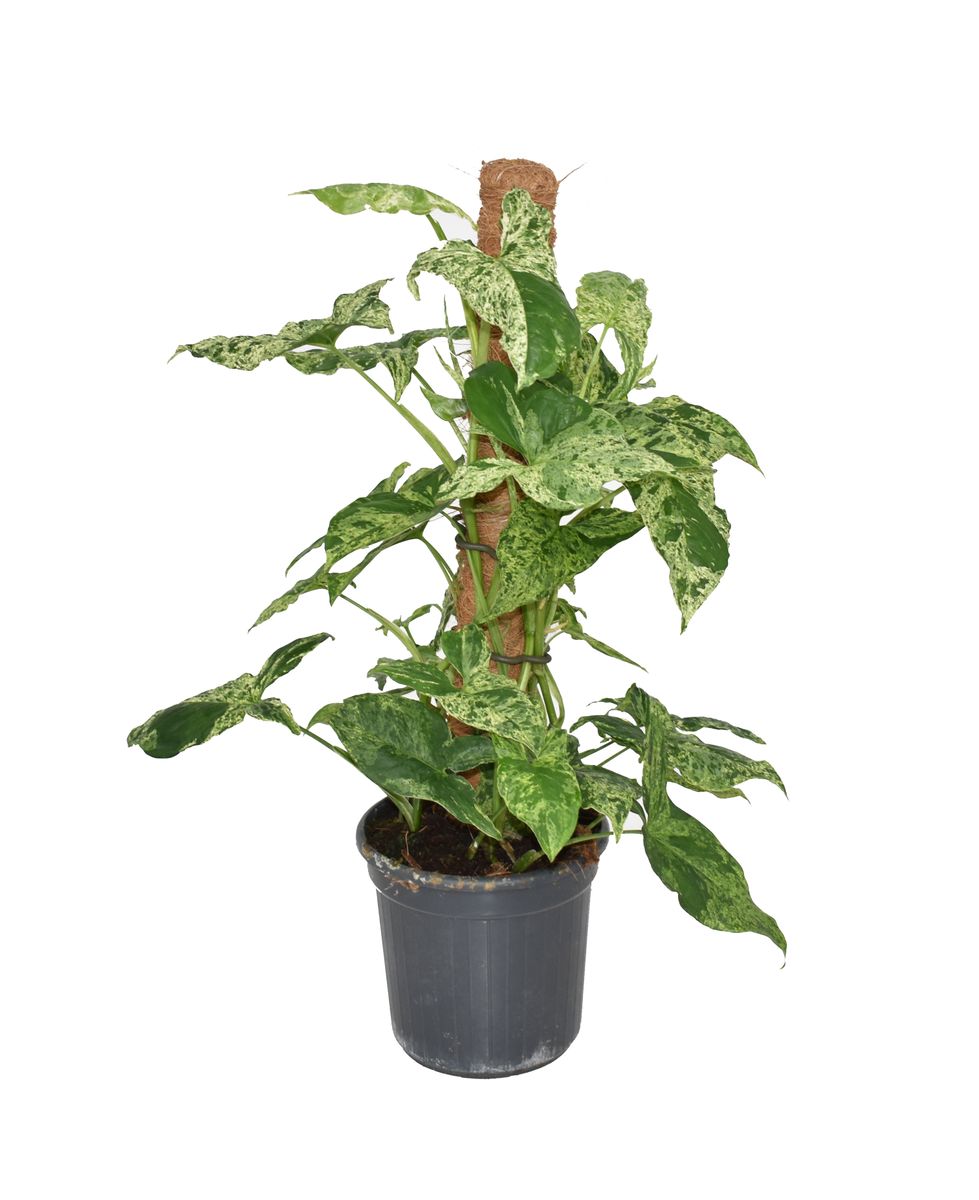 Syngonium MOTTLED — Рослини оптом FlorAccess