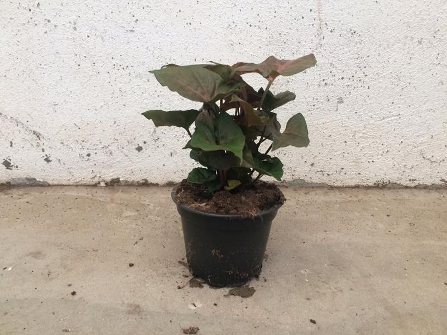 Syngonium podophyllum 'Maria' — Plant Wholesale FlorAccess