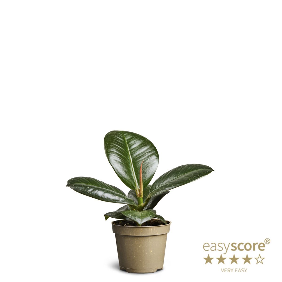 Ficus elastica 'Sofia' — Mayorista de plantas FlorAccess