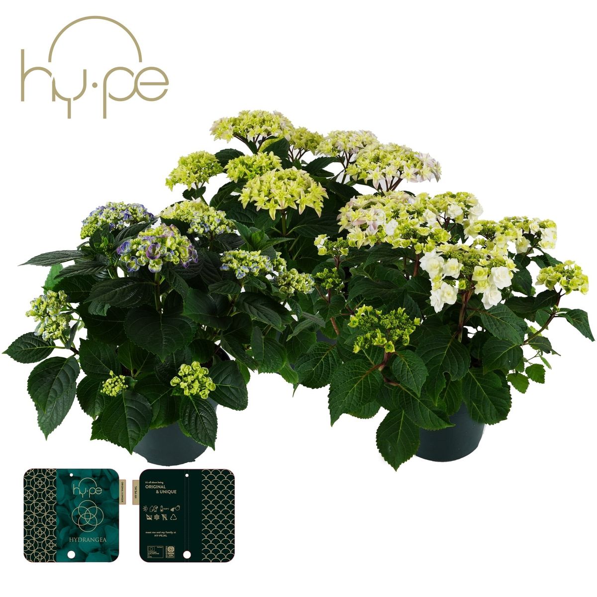 Hydrangea macrophylla HY-PE MIX — Plant Wholesale FlorAccess