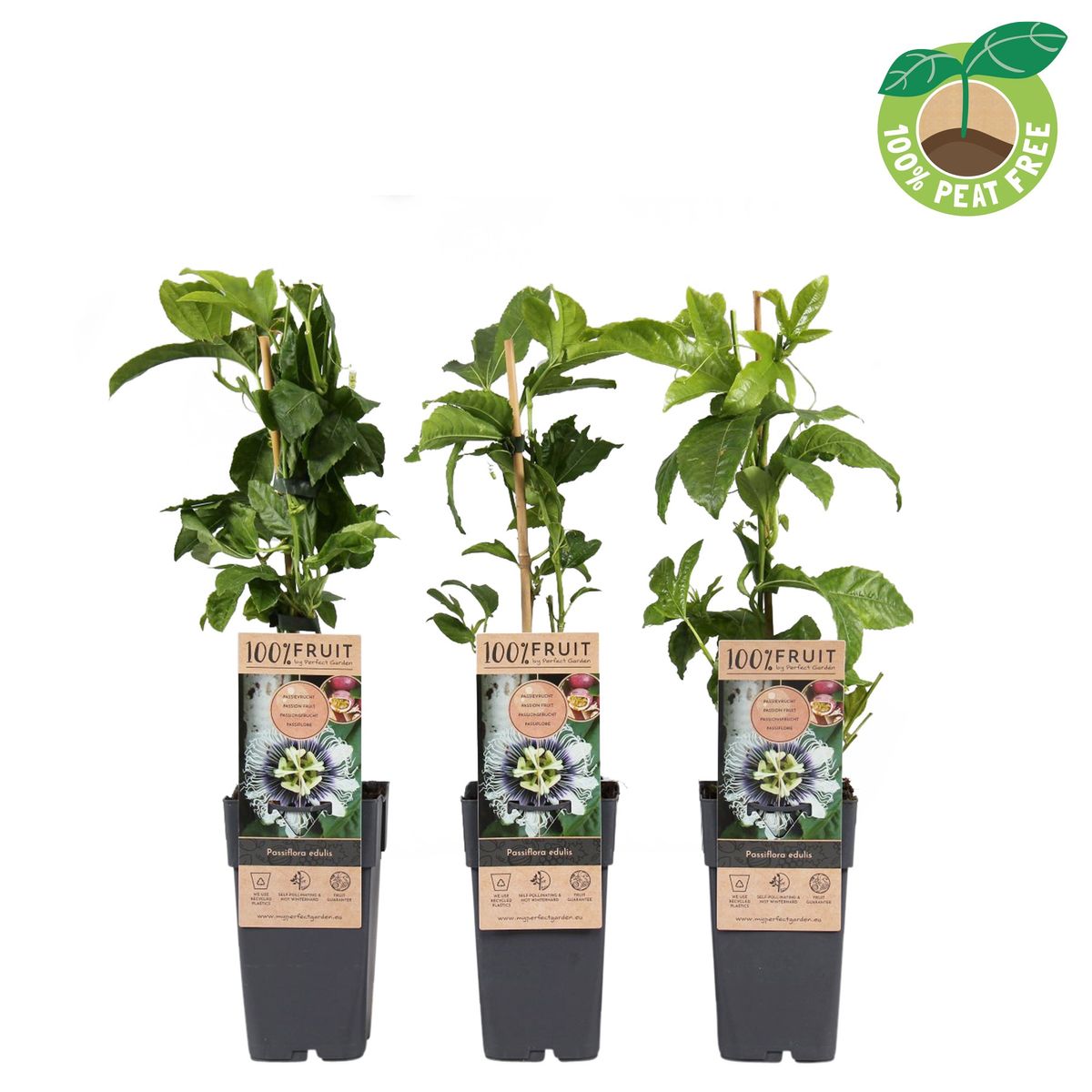 Passiflora edulis — Plant Wholesale FlorAccess