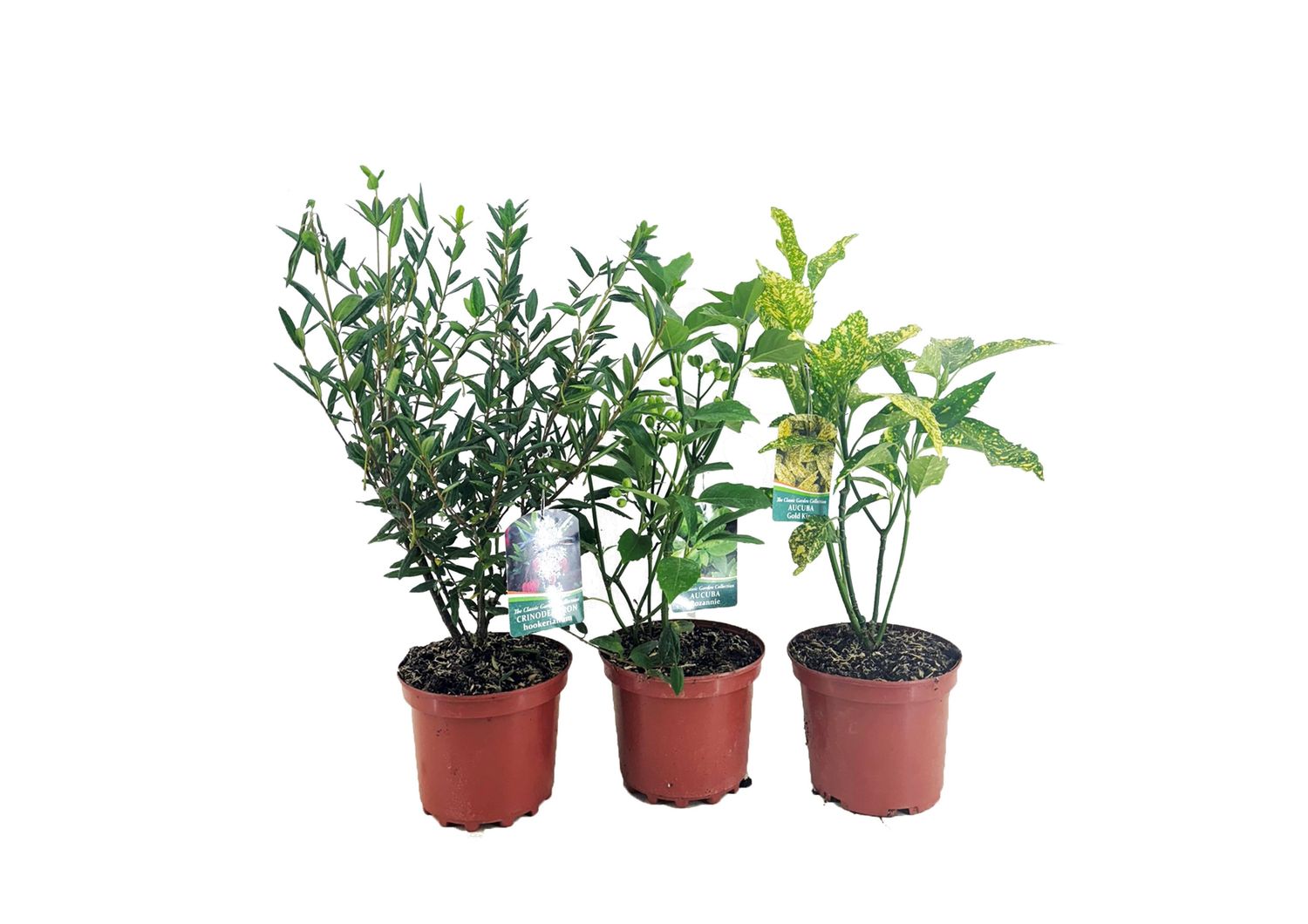 Shrubs MIX — Plant Wholesale FlorAccess