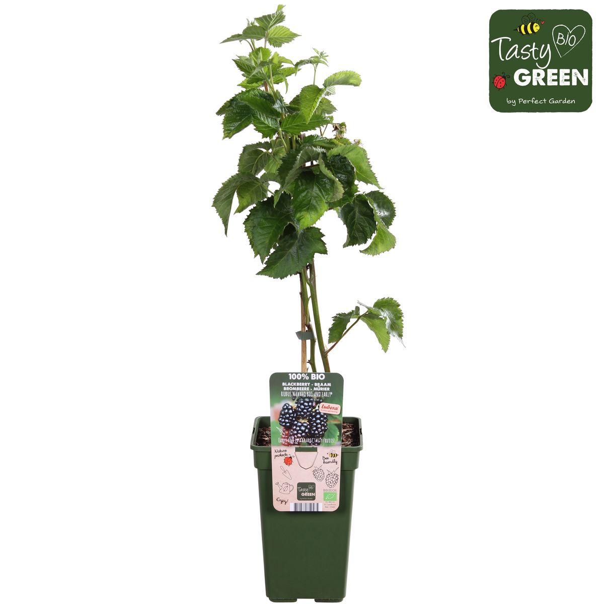 Rubus fruticosus NAVAHO BIGANDEARLY — Plant Wholesale FlorAccess
