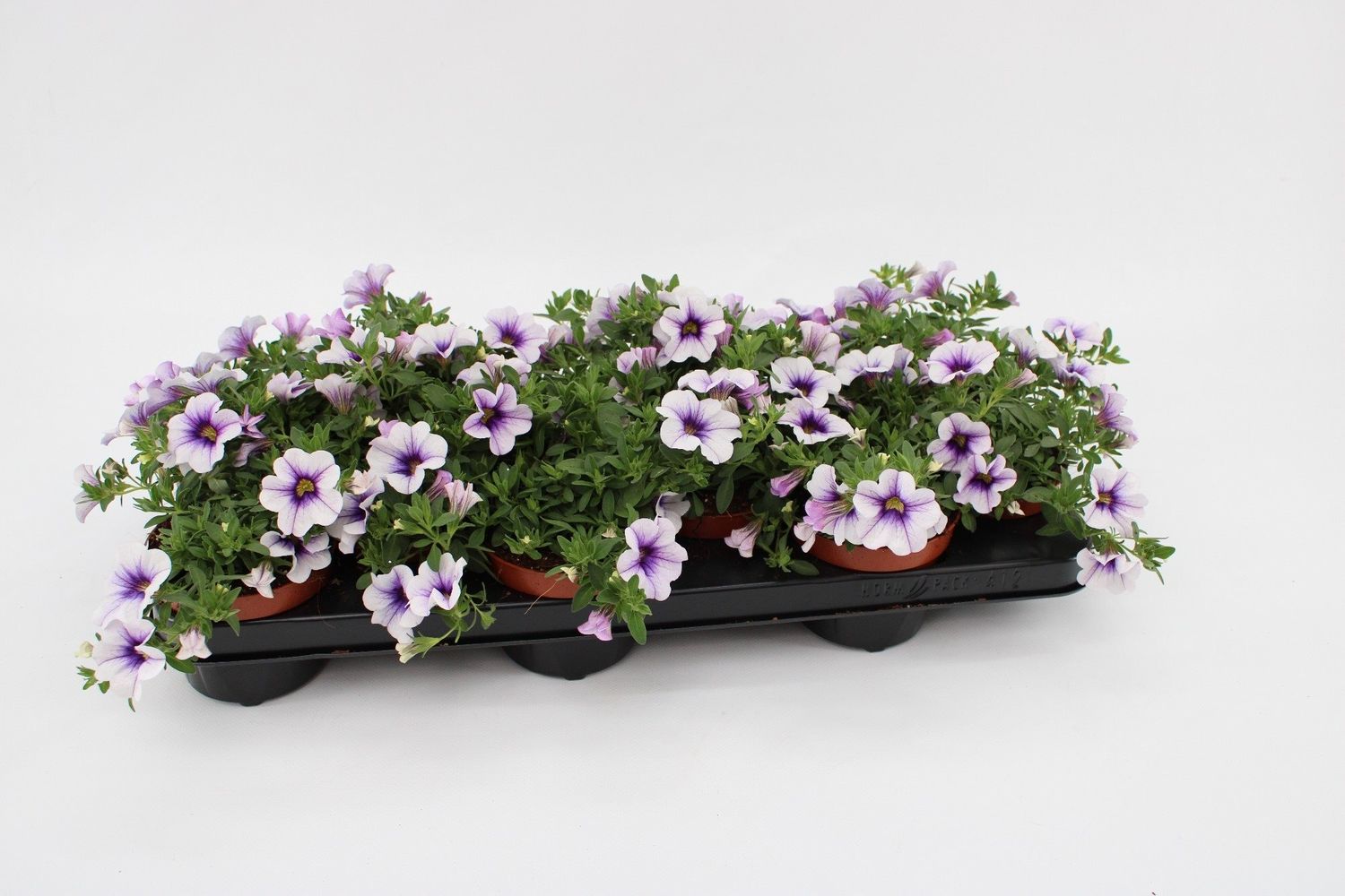 Calibrachoa ALOHA BLUE SKY — Plant Wholesale FlorAccess