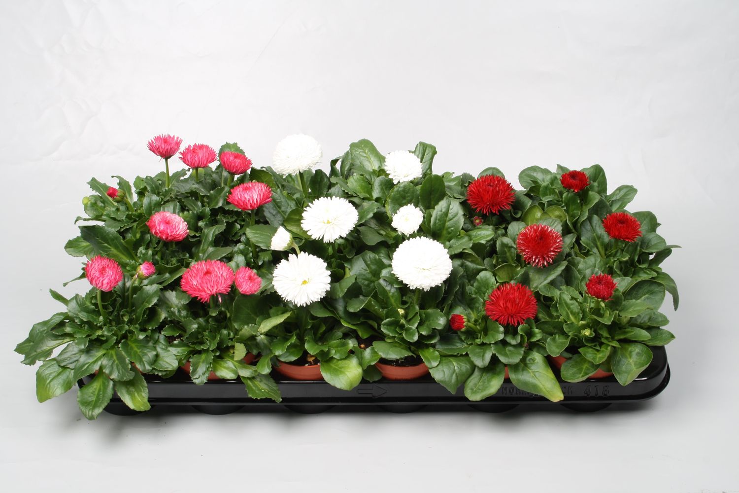 Bellis perennis ROGGLI MIX — Plant Wholesale FlorAccess