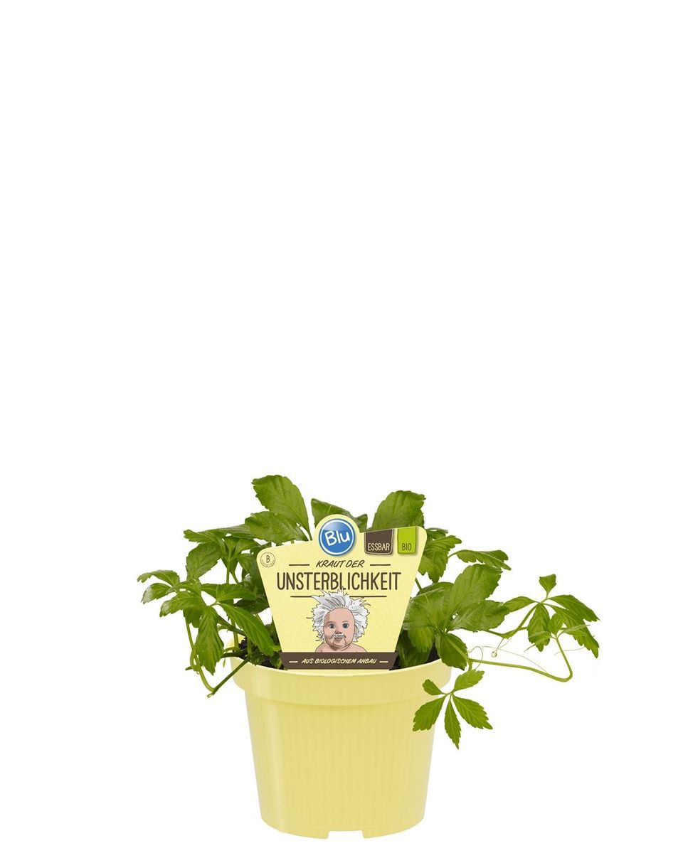 Gynostemma pentaphyllum — Plant Wholesale FlorAccess
