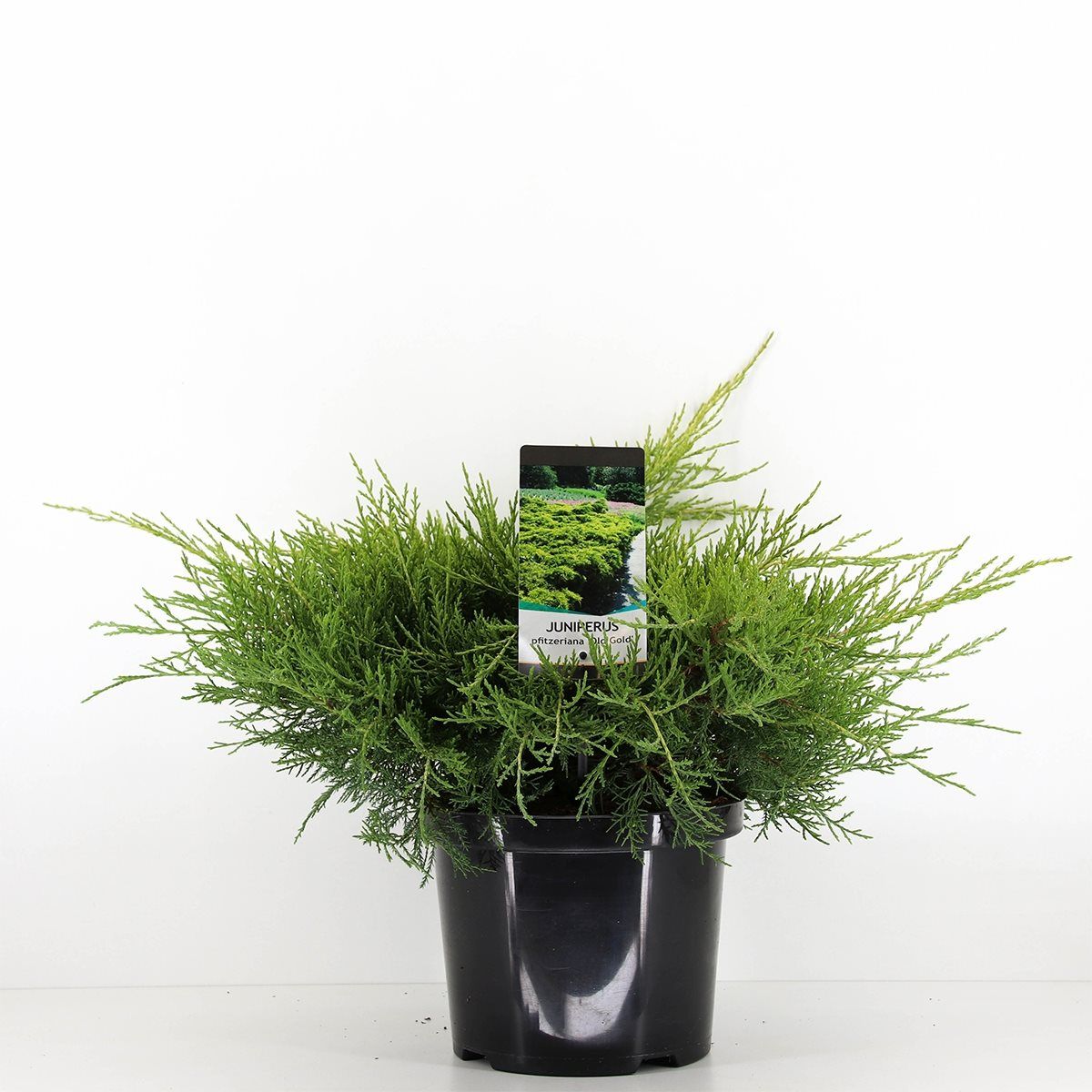 Juniperus x pfitzeriana 'Old Gold' — Plant Wholesale FlorAccess