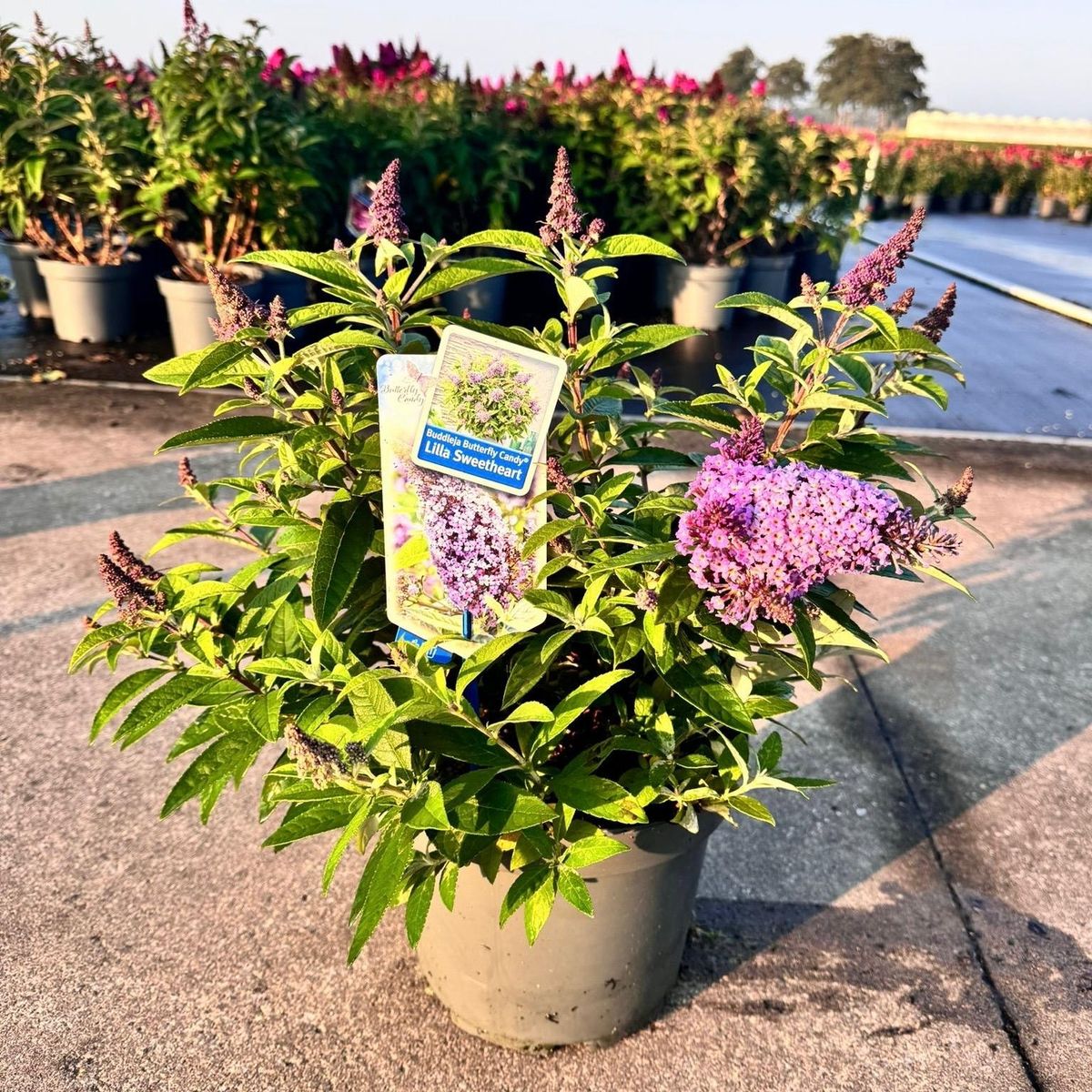 Buddleja davidii BUTTERFLY CANDY LILA SWEETHEART — Plant Wholesale ...