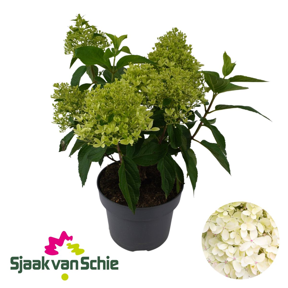 Hydrangea paniculata LIVING ROYAL FLOWER — Plant Wholesale FlorAccess