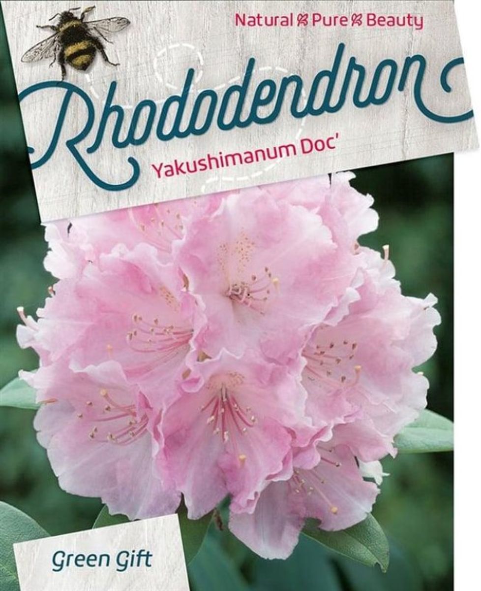 Rhododendron 'Doc' (Y) — Plant Wholesale FlorAccess