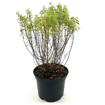 Fuchsia magellanica 'Sharpitor' — Plant Wholesale FlorAccess