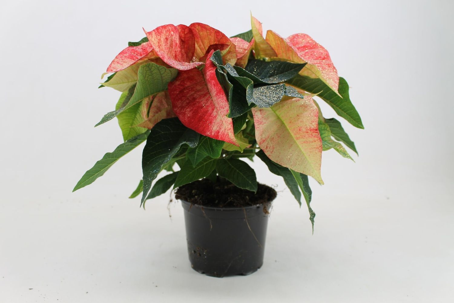Euphorbia pulcherrima PREMIUM PICASSO — Plant Wholesale FlorAccess