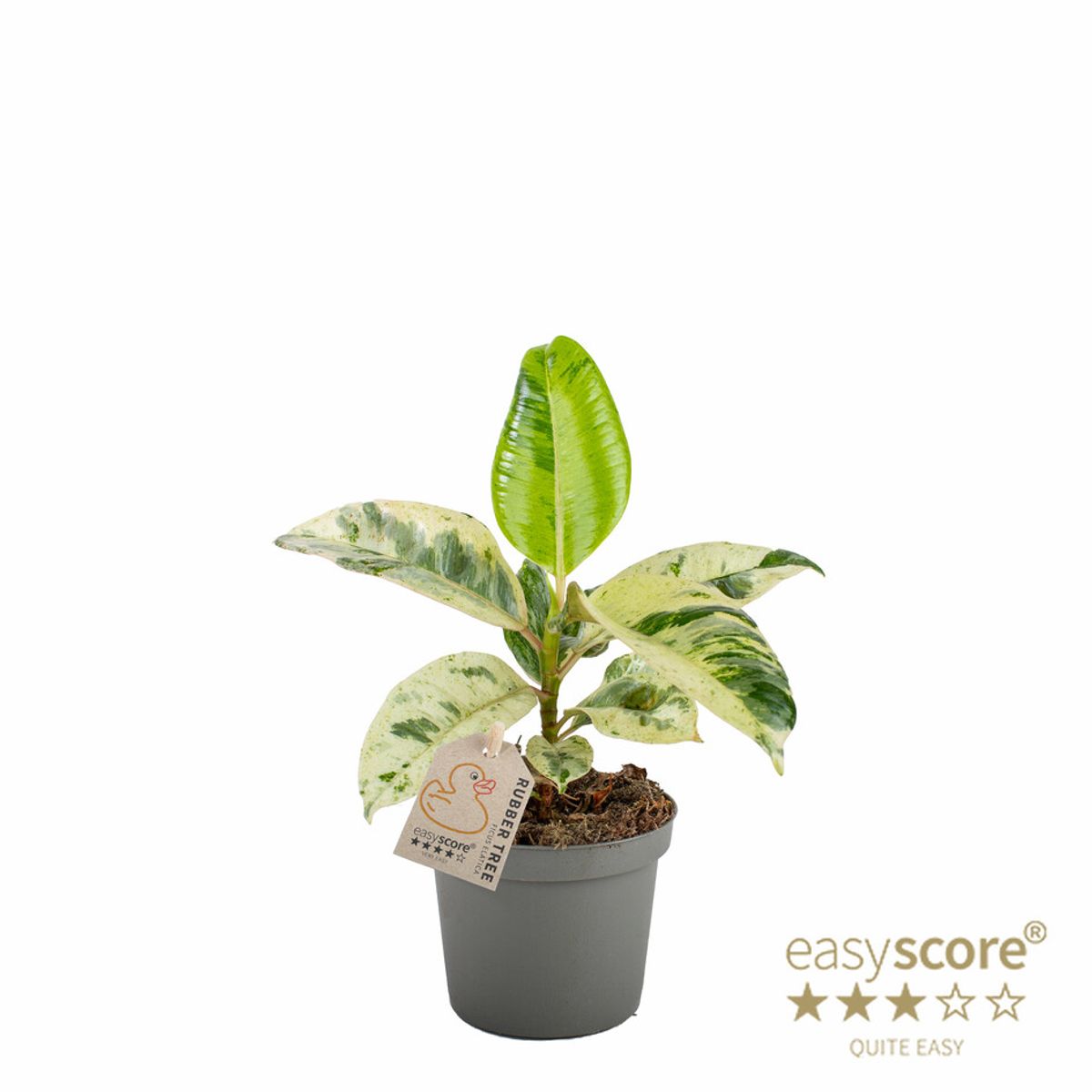 Ficus Elastica Shivereana — Plant Wholesale Floraccess