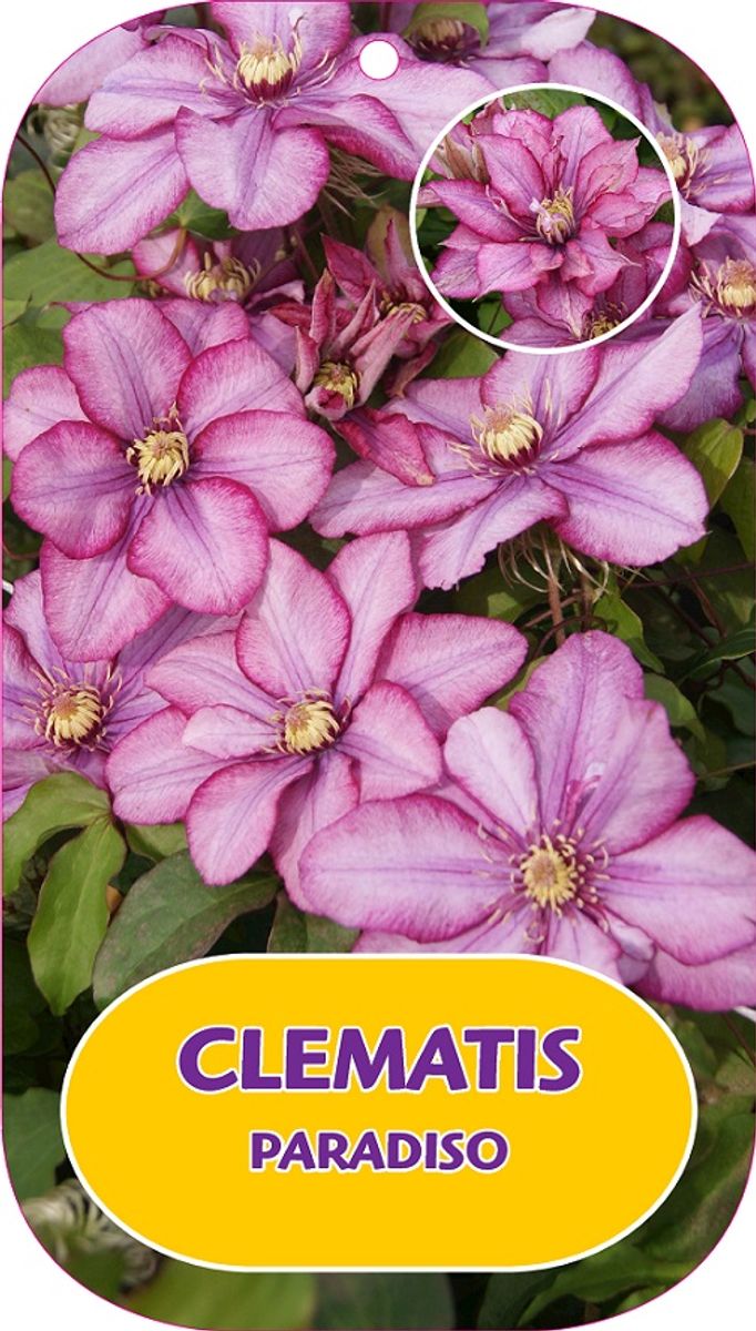 Clematis PARADISO (EL) — Plant Wholesale FlorAccess