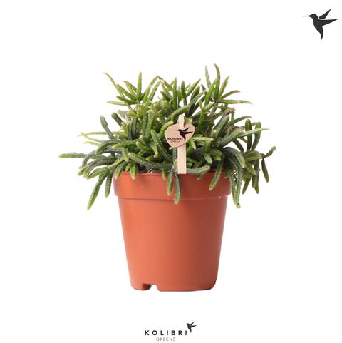 Rhipsalis prismatica — Mayorista de plantas FlorAccess