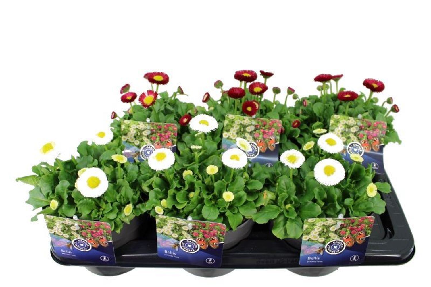 Bellis MIX — Plant Wholesale FlorAccess