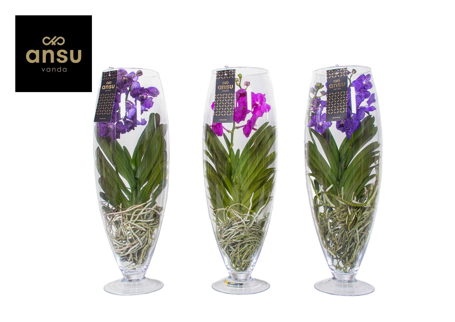 Vanda MIX — Plant Wholesale FlorAccess