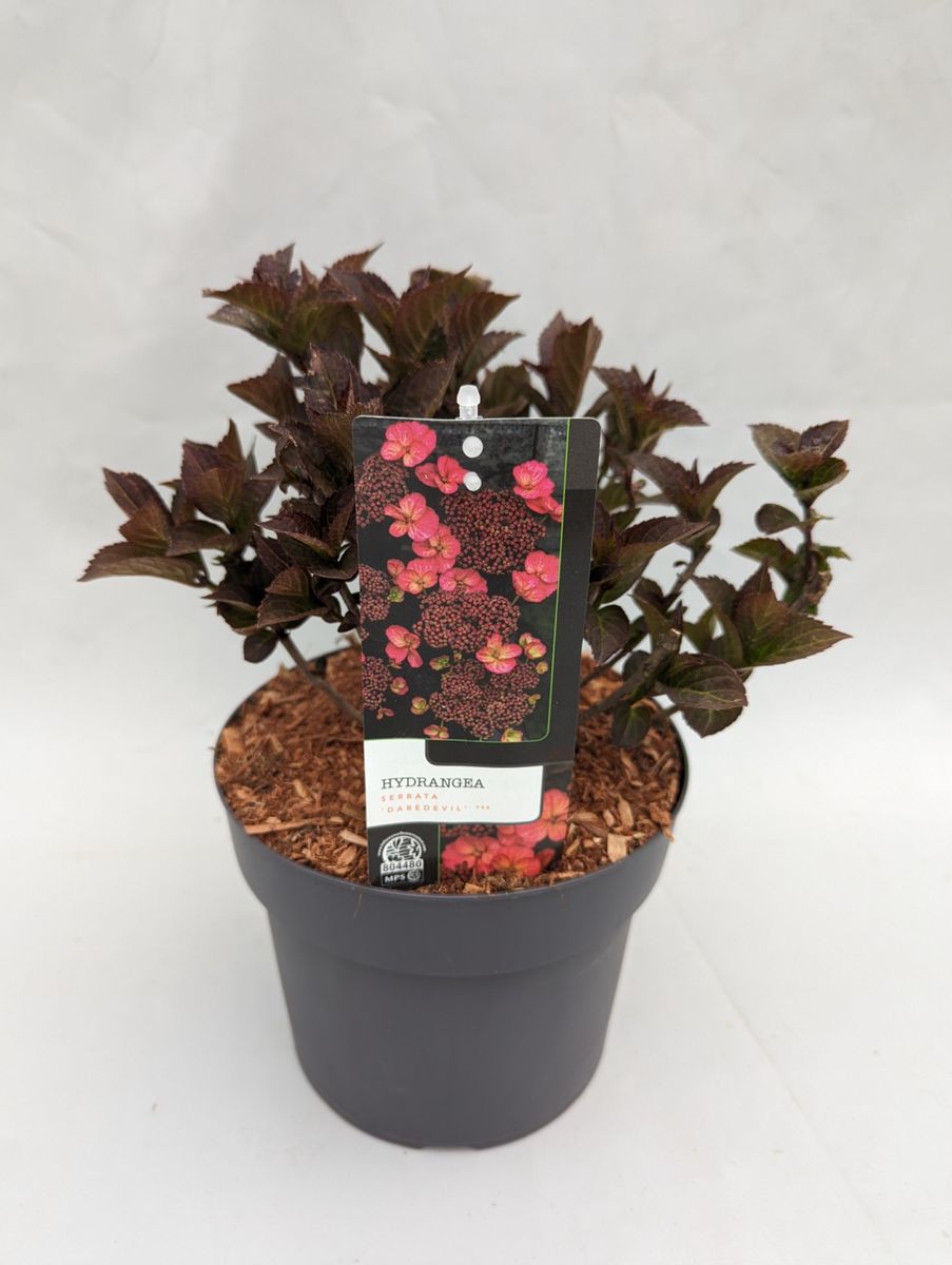 Hydrangea serrata DAREDEVIL — Plant Wholesale FlorAccess