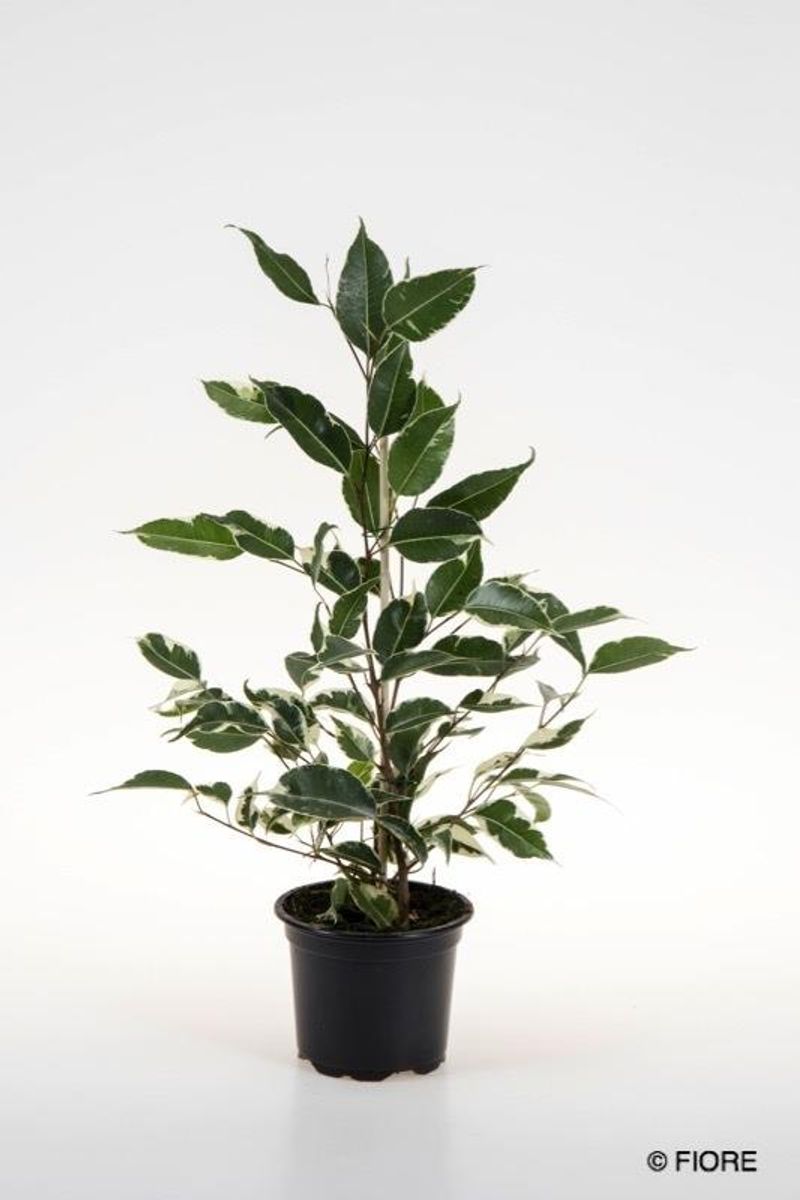 Ficus benjamina 'Starlight' — Plant Wholesale FlorAccess