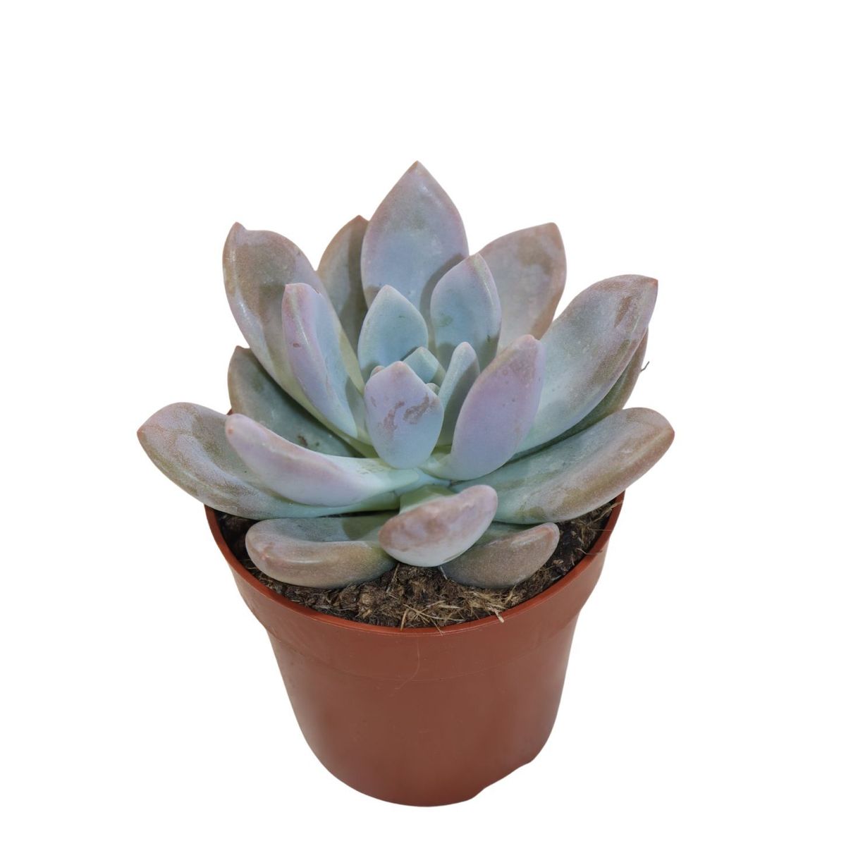 x Graptoveria 'Opalina' — Plant Wholesale FlorAccess