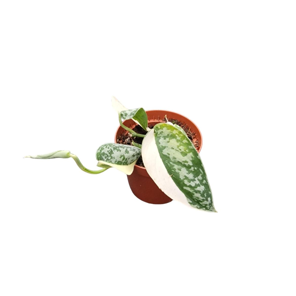 Scindapsus 'Mayari Variegata' — Plant Wholesale FlorAccess