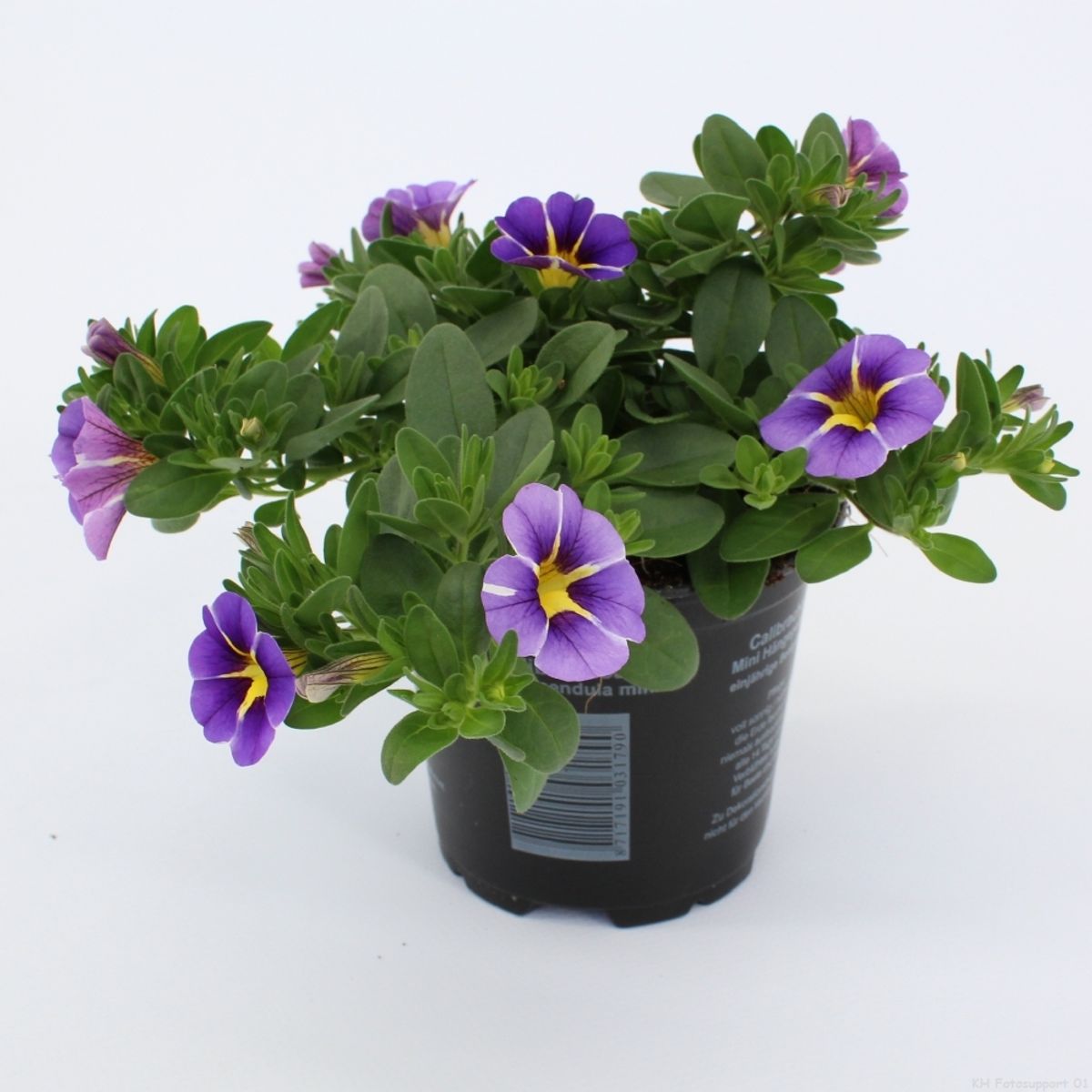 Calibrachoa RAVE BLUE — Plant Wholesale FlorAccess