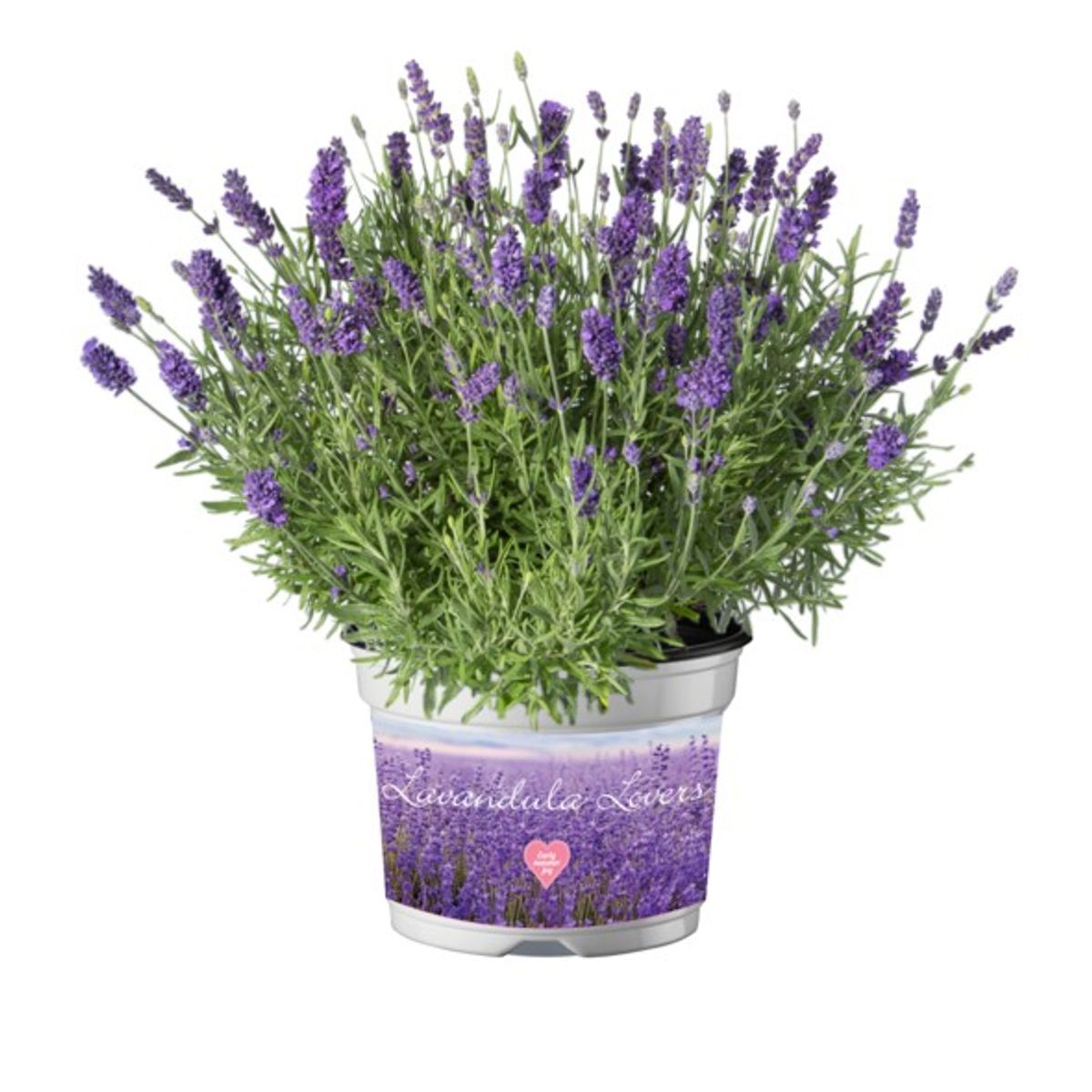 Lavandula angustifolia 'Essence Purple' — Рослини оптом FlorAccess