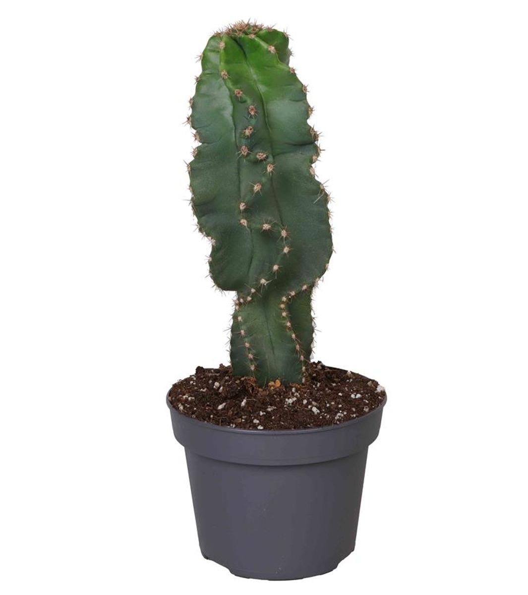 Cereus peruvianus — Plant Wholesale FlorAccess