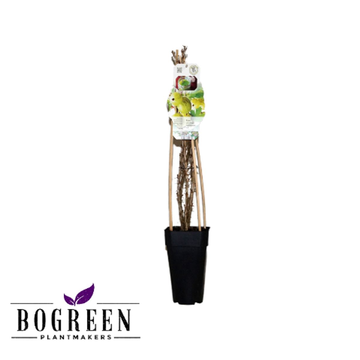 Ribes uva-crispa 'Hinnonmäki Gul' — Plant Wholesale FlorAccess