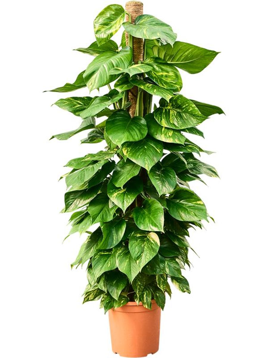 Epipremnum pinnatum 'Aureum' — Plant Wholesale FlorAccess
