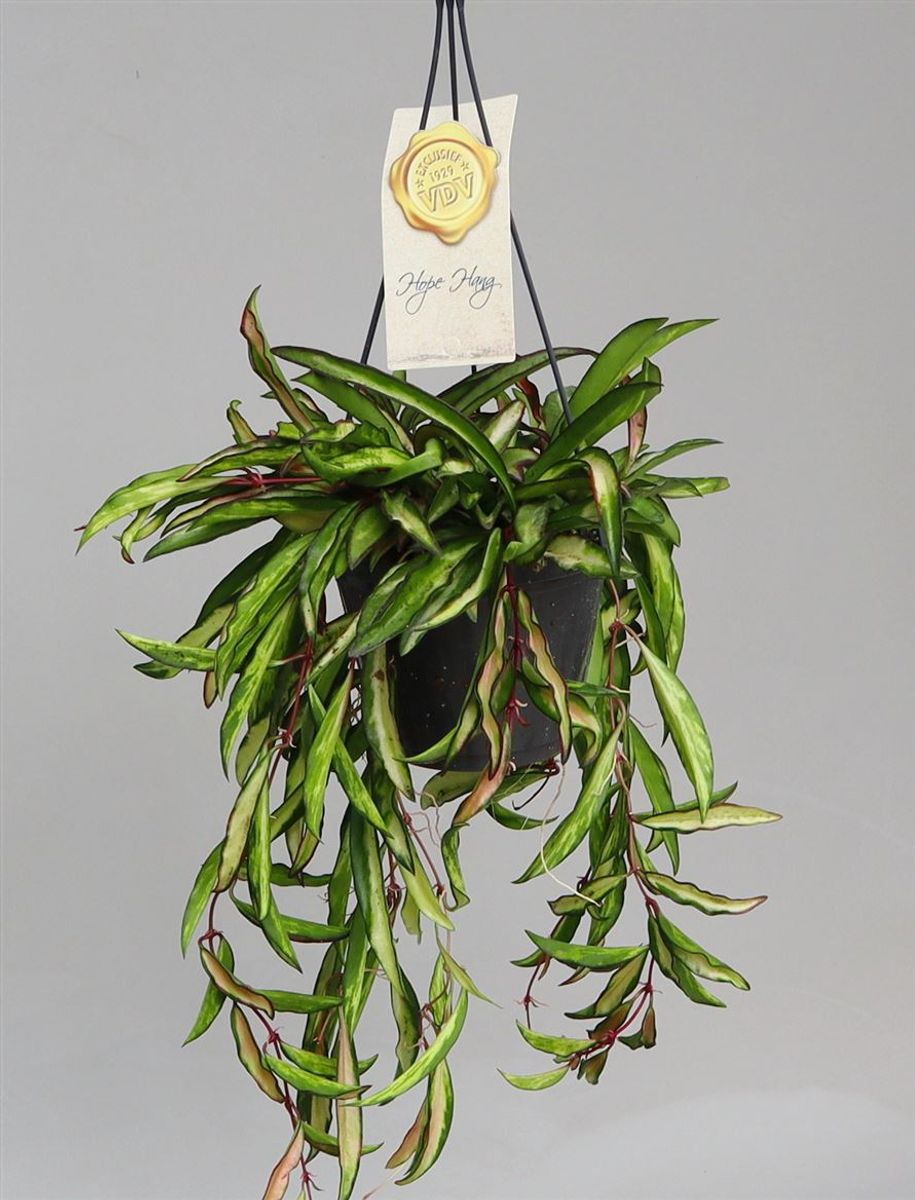 Hoya wayetii 'Tricolor' — Plant Wholesale FlorAccess